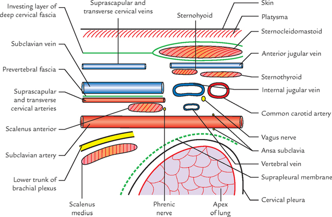 Chapter 16: Blood Supply and Lymphatic Drainage of the Head and Neck