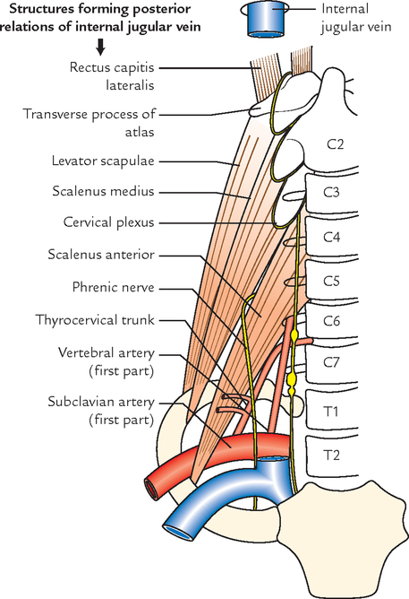Chapter 16: Blood Supply and Lymphatic Drainage of the Head and Neck