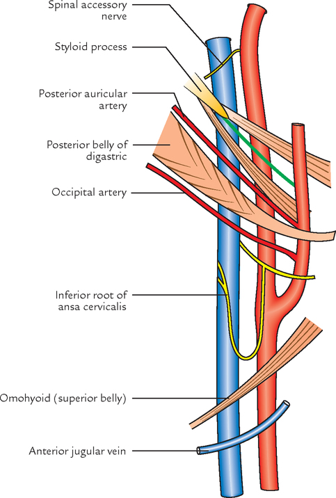 Chapter 16: Blood Supply and Lymphatic Drainage of the Head and Neck