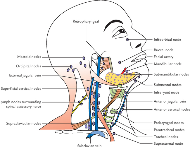 Chapter 16: Blood Supply and Lymphatic Drainage of the Head and Neck