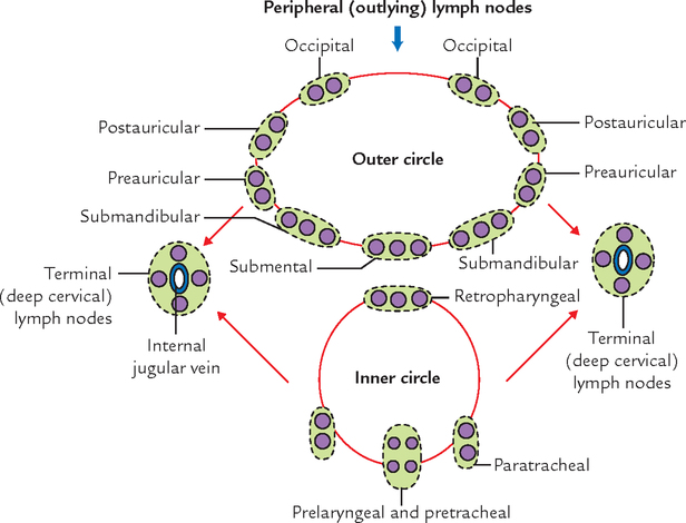 Chapter 16: Blood Supply and Lymphatic Drainage of the Head and Neck