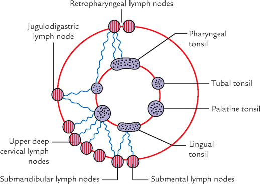 Chapter 16: Blood Supply and Lymphatic Drainage of the Head and Neck