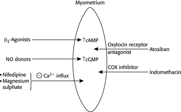 Pharmacology : for Medical Graduates