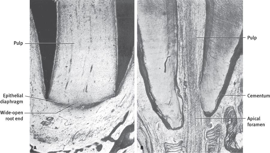 Orban’s Oral Histology and Embryology