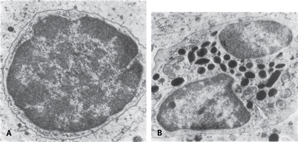 Orban’s Oral Histology and Embryology