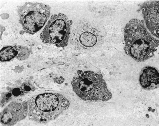 Orban’s Oral Histology and Embryology