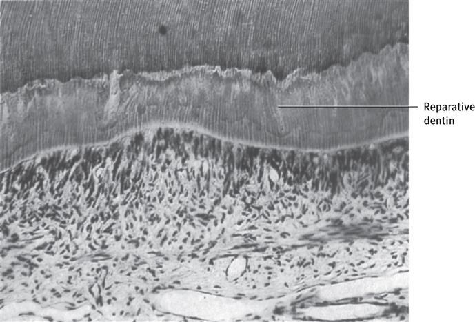 Orban’s Oral Histology and Embryology