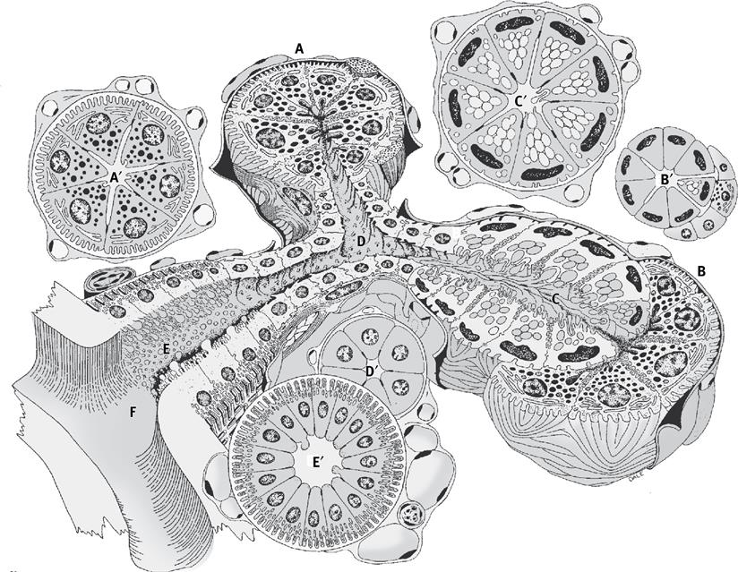 Orban’s Oral Histology and Embryology