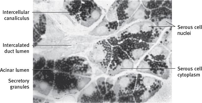 Orban’s Oral Histology and Embryology
