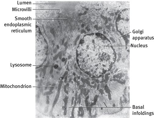 Orban’s Oral Histology and Embryology