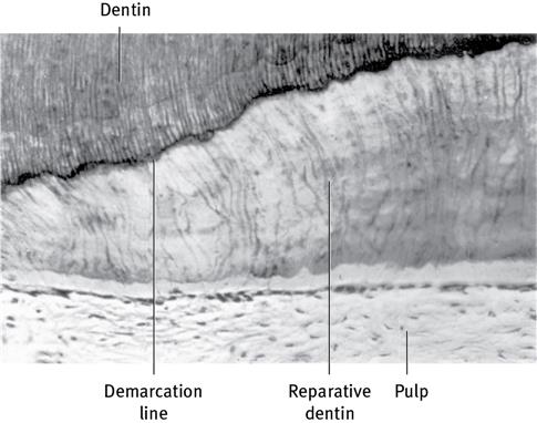 Orban’s Oral Histology and Embryology