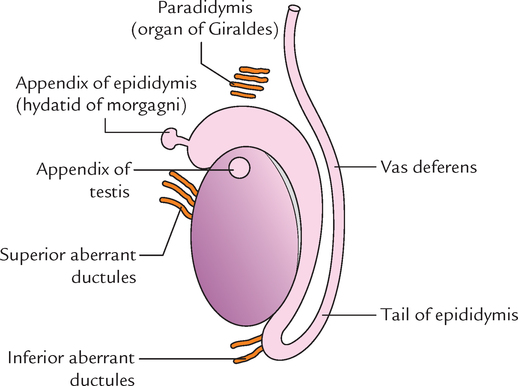 Chapter 5: Male External Genital Organs