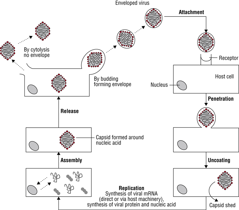 Textbook of Microbiology and Immunology