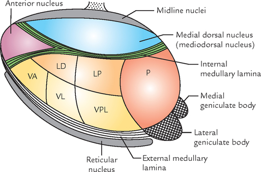 Chapter 26: Diencephalon and Third Ventricle