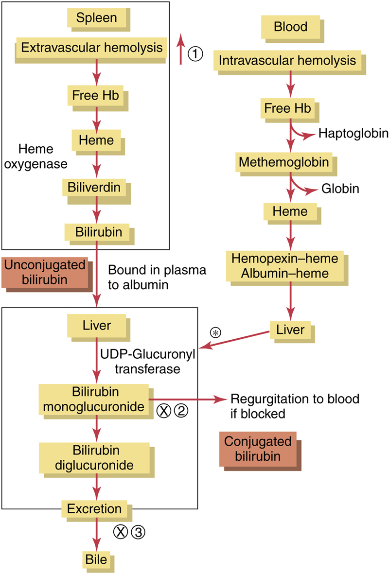 Guyton & Hall Textbook of Medical Physiology