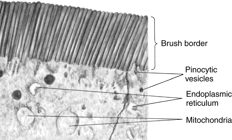 Guyton & Hall Textbook of Medical Physiology