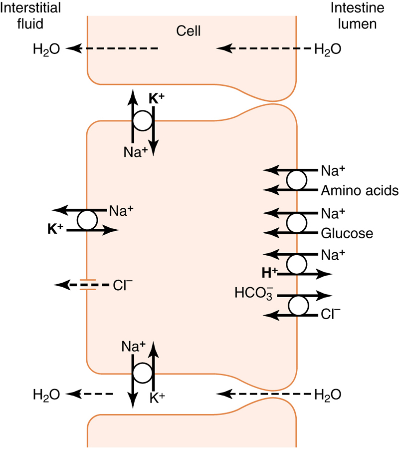 Guyton & Hall Textbook of Medical Physiology