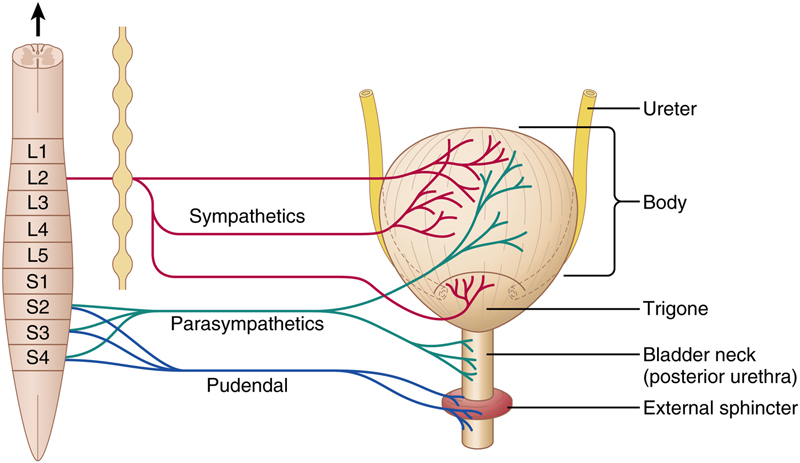 Guyton & Hall Textbook of Medical Physiology