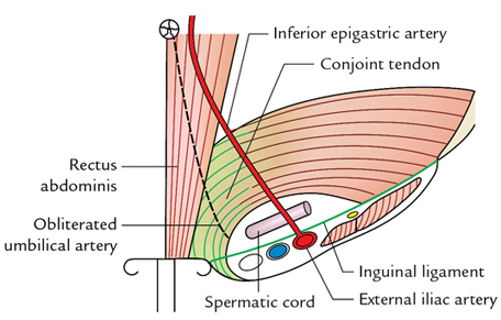 Selective Anatomy : Prep Manual for Undergraduates