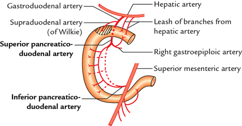 Selective Anatomy : Prep Manual for Undergraduates