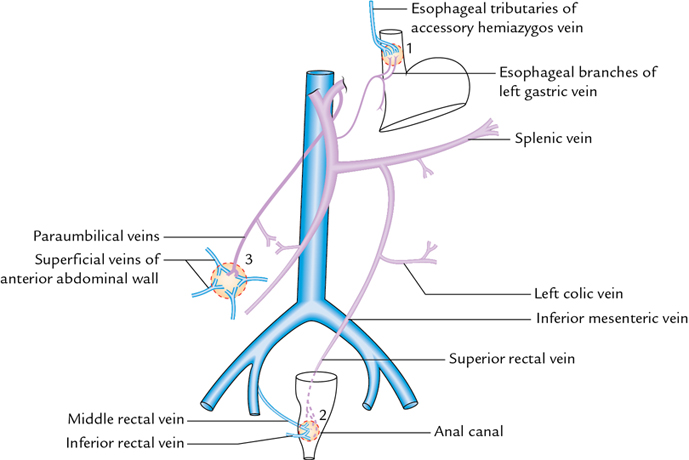 Selective Anatomy : Prep Manual for Undergraduates