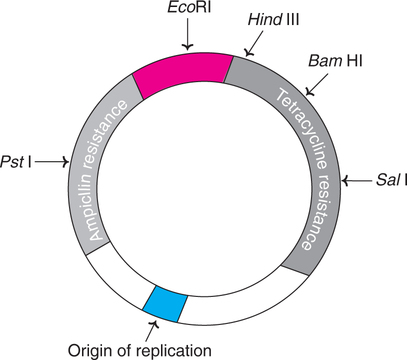 Chapter 27: Recombinant DNA and Biotechnology