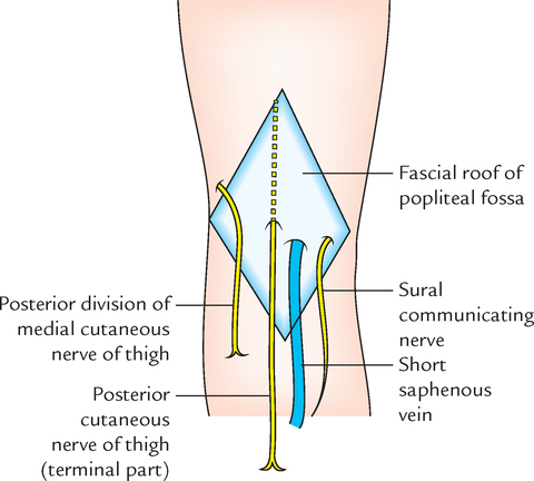 Chapter 25: Back of the Thigh and Popliteal Fossa
