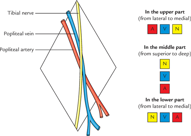 Chapter 25: Back of the Thigh and Popliteal Fossa