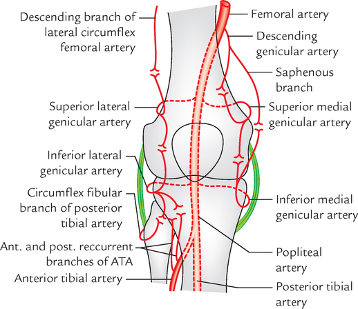 Chapter 25: Back of the Thigh and Popliteal Fossa