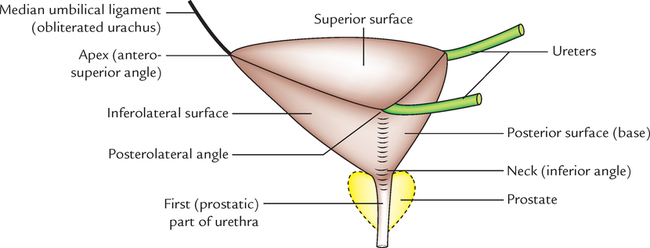 Chapter 16: Urinary Bladder and Urethra