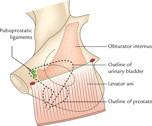 Chapter 16: Urinary Bladder and Urethra