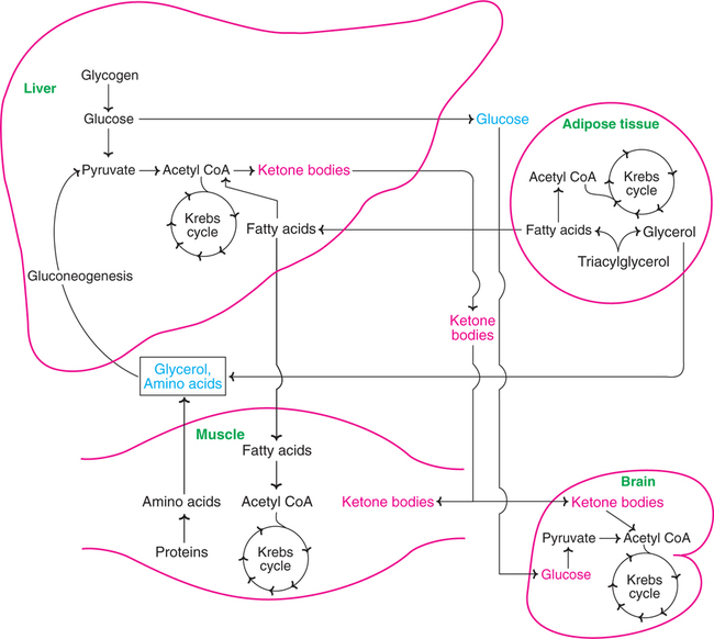 Chapter 16: Integration of Metabolism
