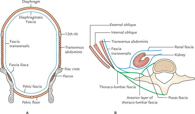 Chapter 3: Anterior Abdominal Wall