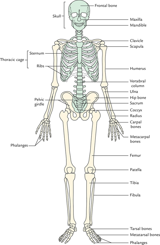 General Anatomy with Systemic Anatomy Radiological Anatomy Medical Genetics