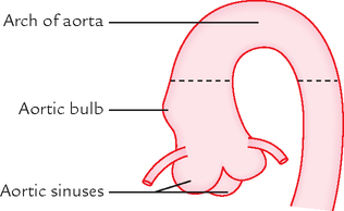 Chapter 21: Superior Vena Cava, Aorta, Pulmonary Trunk, and Thymus