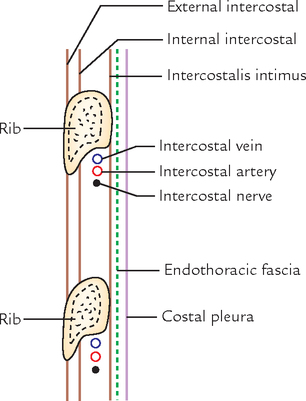 Chapter 16: Thoracic Wall and Mechanism of Respiration