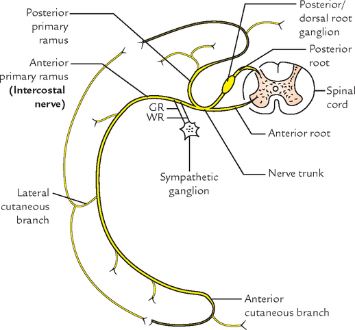 Chapter 16: Thoracic Wall and Mechanism of Respiration