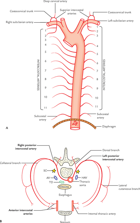 Chapter 16: Thoracic Wall and Mechanism of Respiration