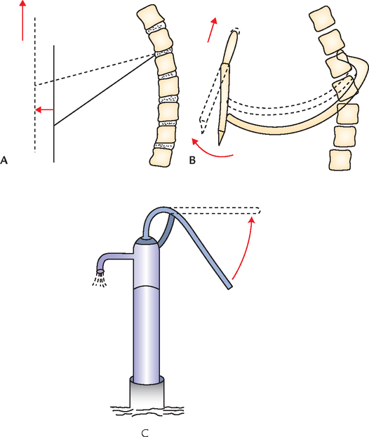 Chapter 16: Thoracic Wall and Mechanism of Respiration