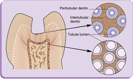 Preclinical Manual of Conservative Dentistry and Endodontics