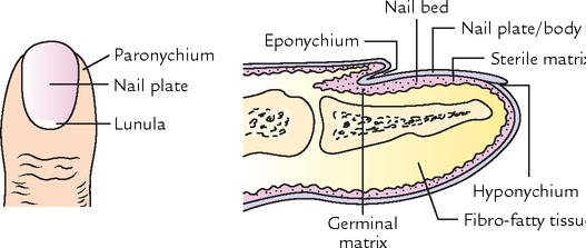 Chapter 5: SKIN, SUPERFICIAL FASCIA AND DEEP FASCIA