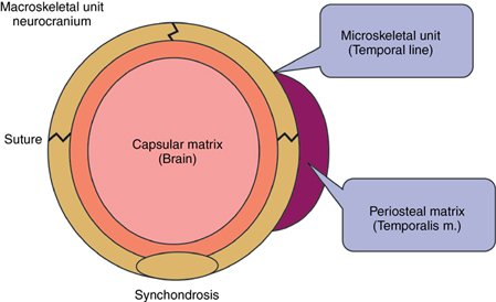Textbook of Orthodontics