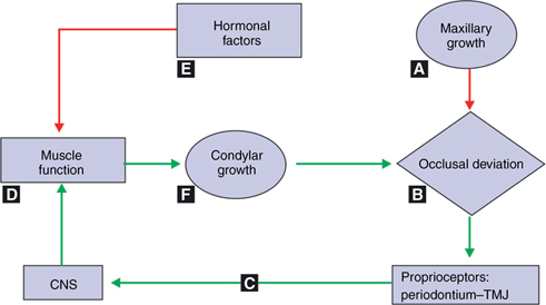 Textbook of Orthodontics