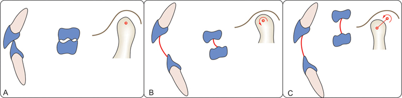 Textbook of Orthodontics