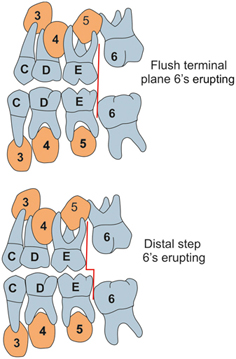Textbook of Orthodontics