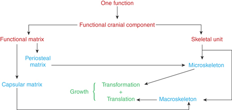 Textbook of Orthodontics
