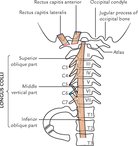 Chapter 12: Pre- and Paravertebral Regions and Root of the Neck