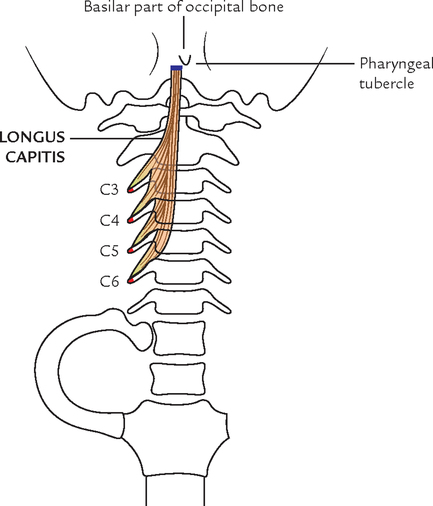 Chapter 12: Pre- and Paravertebral Regions and Root of the Neck