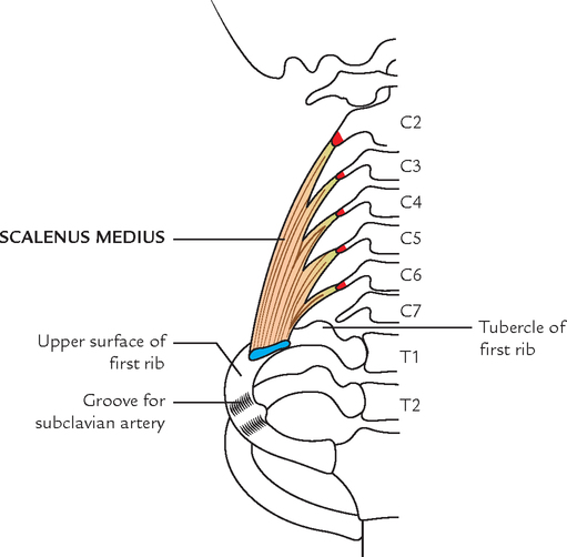 Chapter 12: Pre- and Paravertebral Regions and Root of the Neck