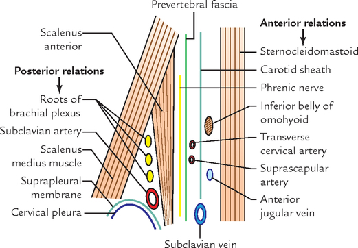 Chapter 12: Pre- and Paravertebral Regions and Root of the Neck